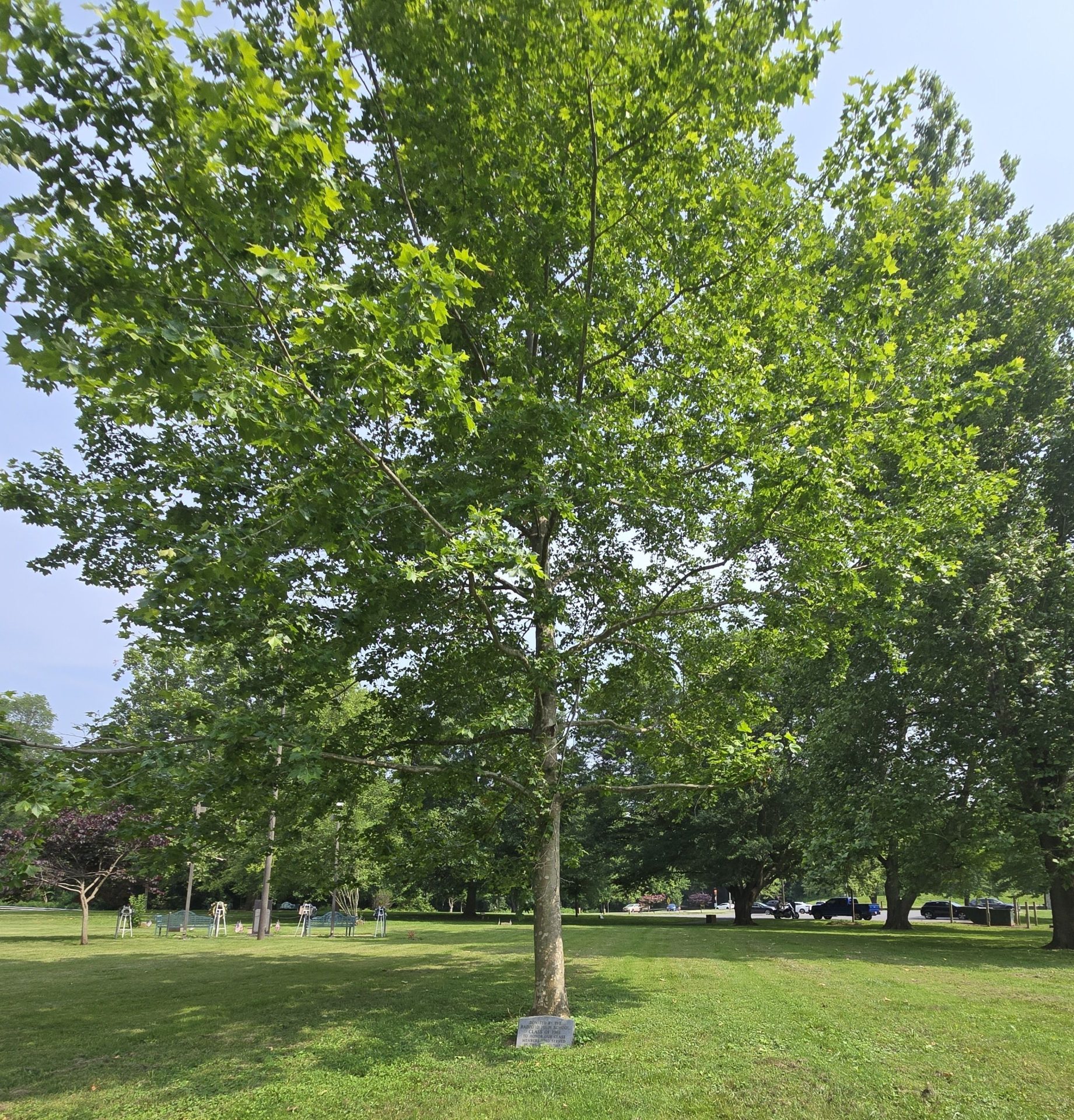 RADFORD HIGH SCHOOL MILITARY SERVICE MEMORIAL TREE - National War ...