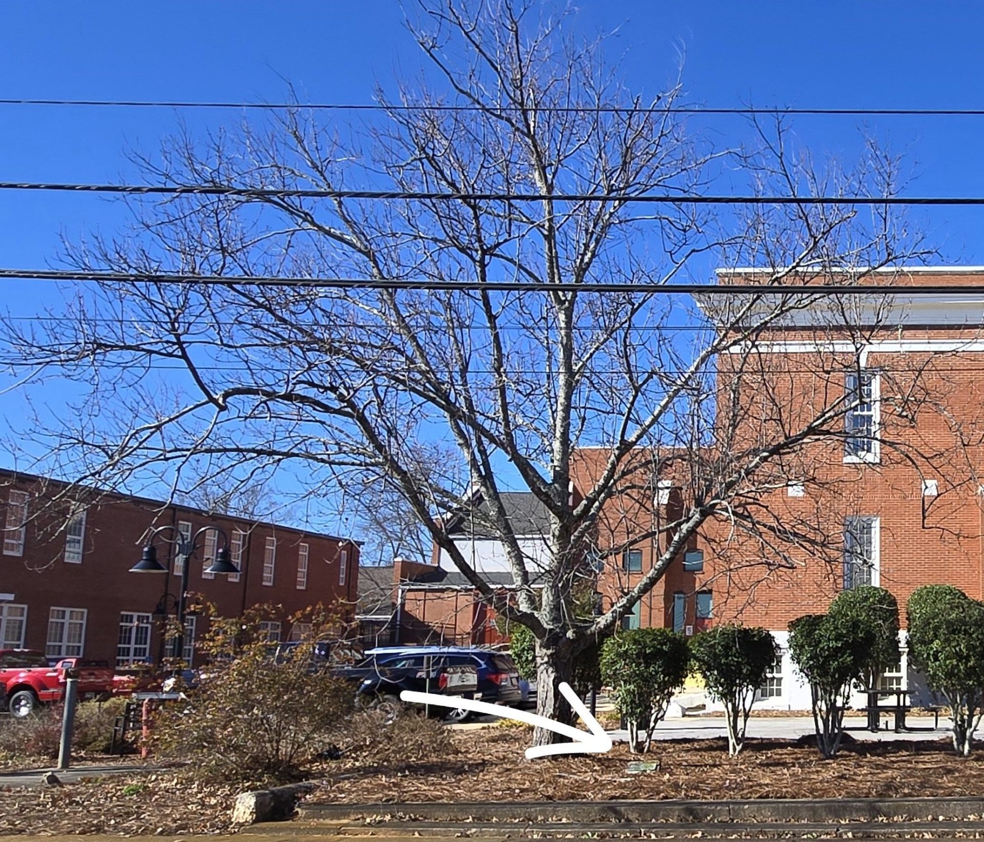 GEORGE WASHINGTON BICENTENNIAL TREE MEMORIAL THOMASTON - National War ...